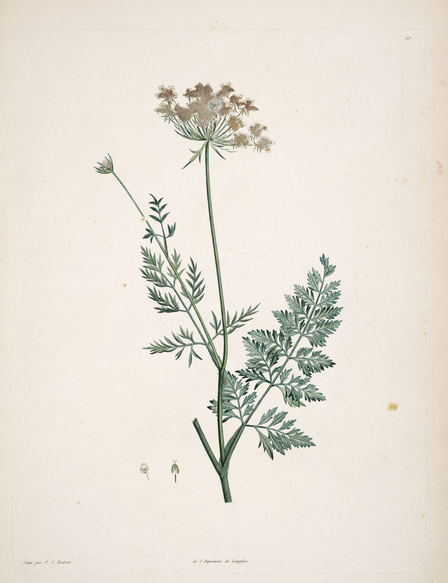 Fleur de Carotte - Estelle Spoto | La maison de la culture de Tournai